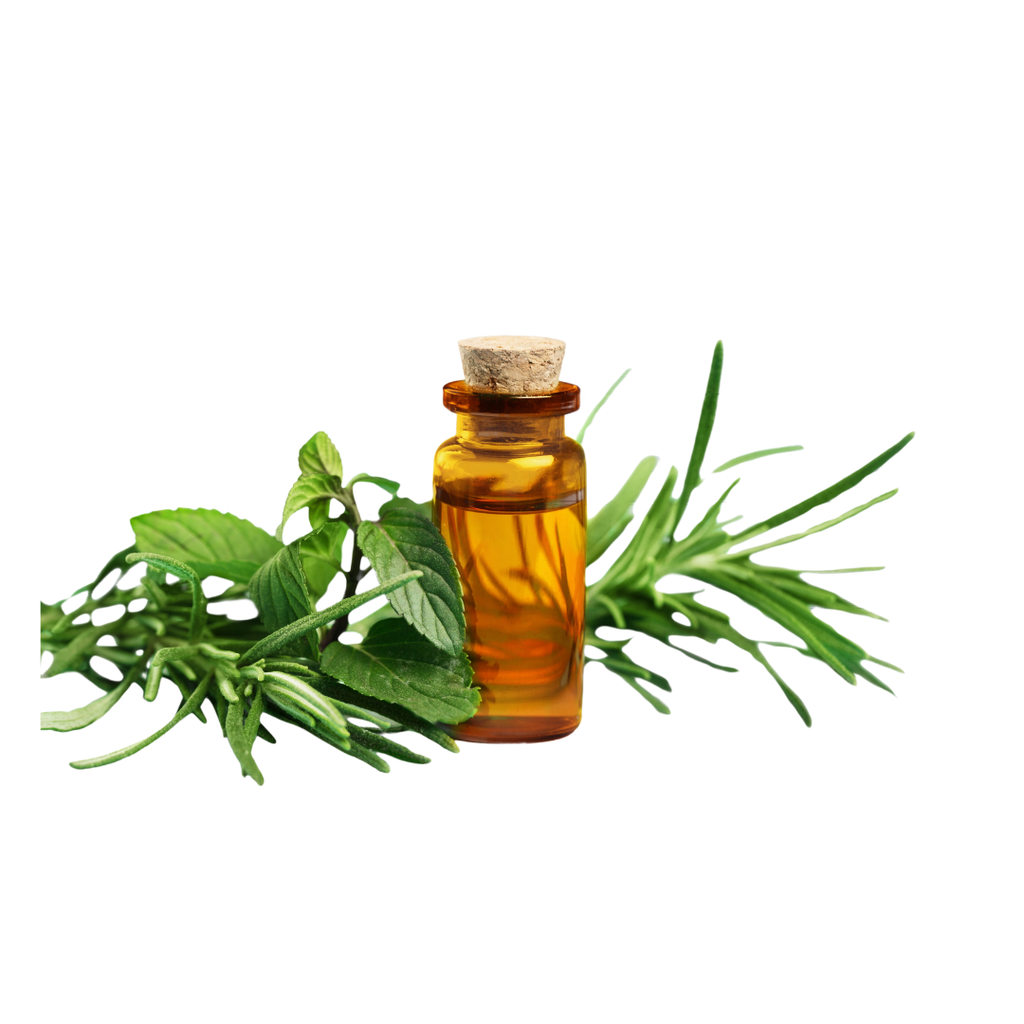 ACEITE ESENCIAL DE ÁRBOL DE TÉ TEA TREE X 10ML BIOFIT | Workup